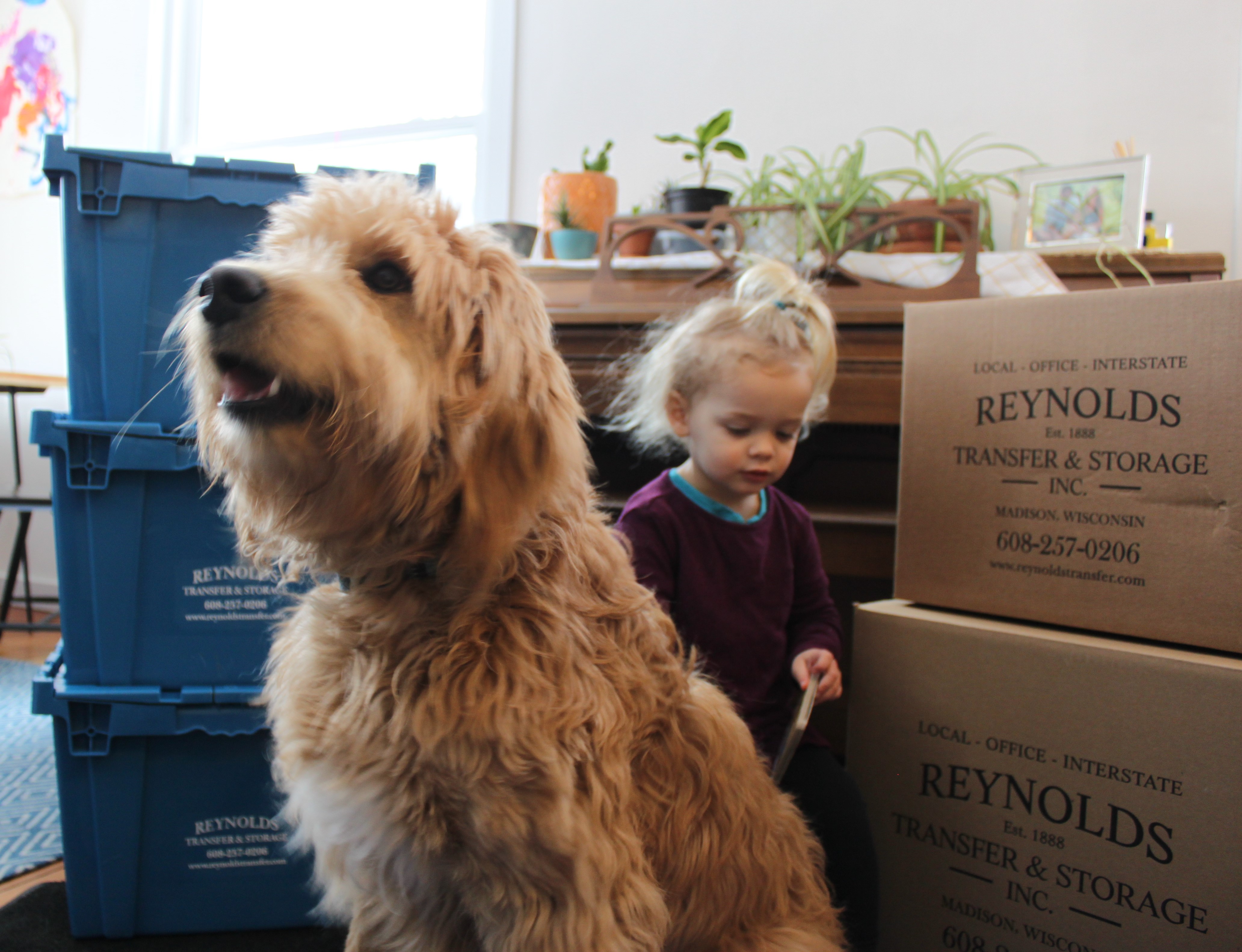 Moving with Pets: Tips for a Stress-Free Move - Reynolds Transfer & Storage